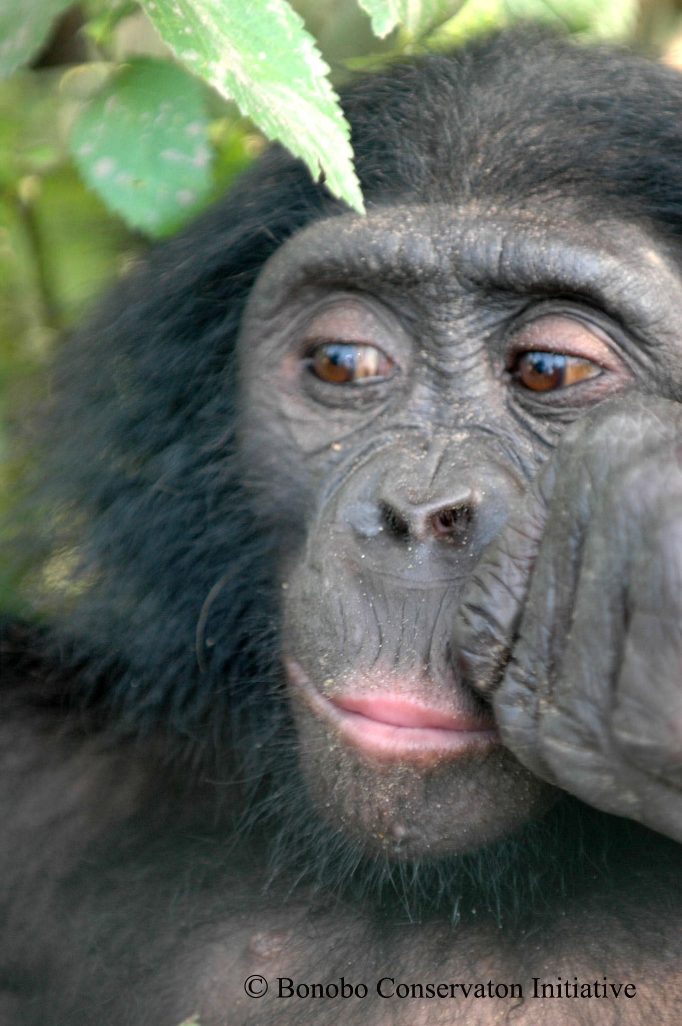 Thank You Bonobo Conservation Initiative! - Ice Axe Expeditions